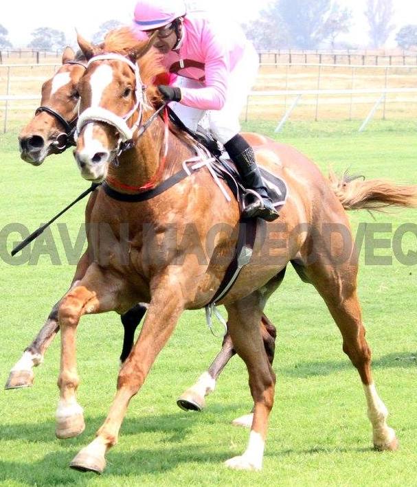 NEDO NADI THE UNKNOWN QUANTITY | Racing at Borrowdale Park in Harare ...
