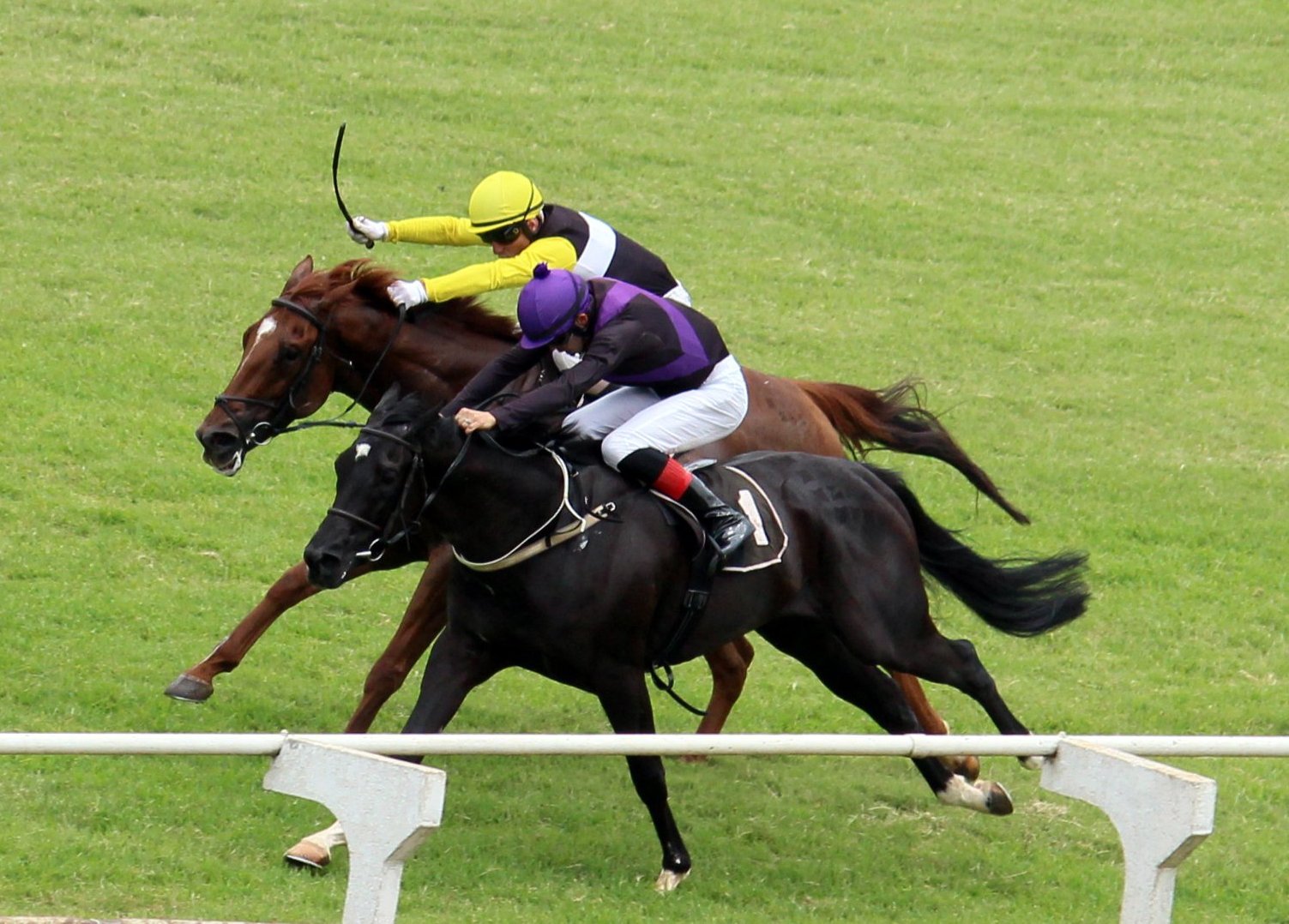 IT COULD BE TEQUILA MAN’S DAY | Racing at Borrowdale Park in Harare ...