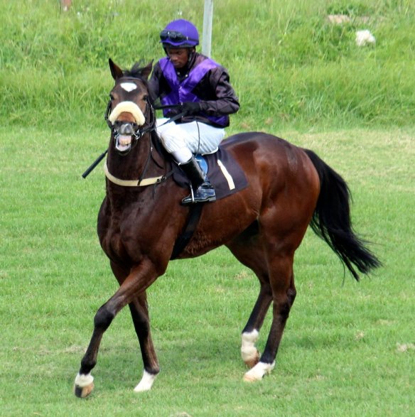 Armstrong | Racing at Borrowdale Park in Harare – Zimbabwe